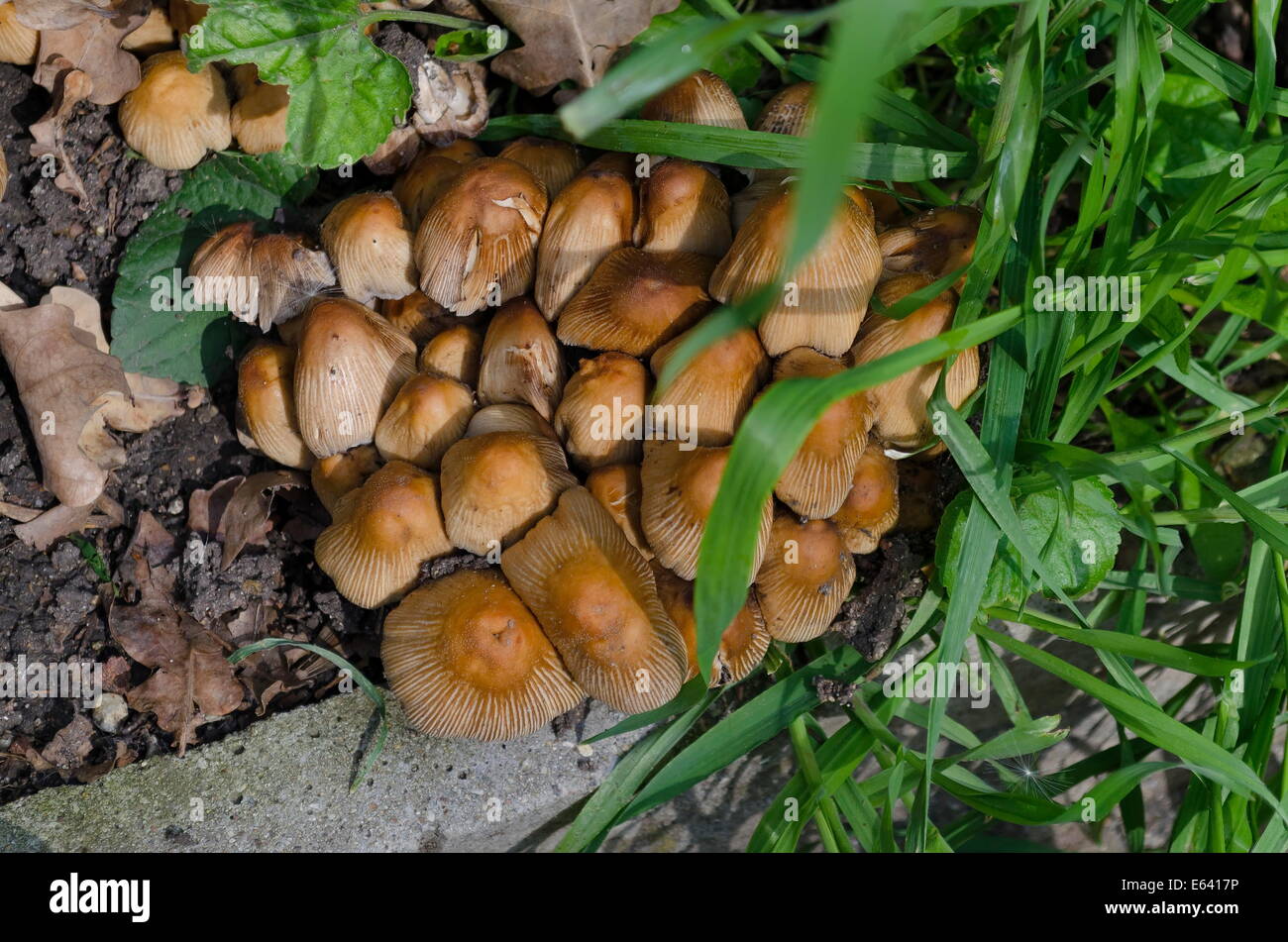 Clump fungus in garden Stock Photo - Alamy