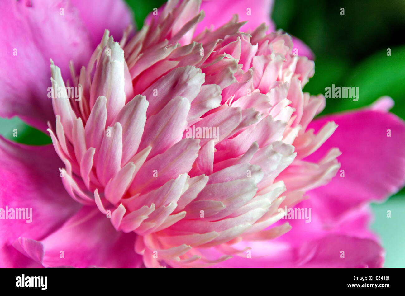 Splendid flower hi-res stock photography and images - Alamy