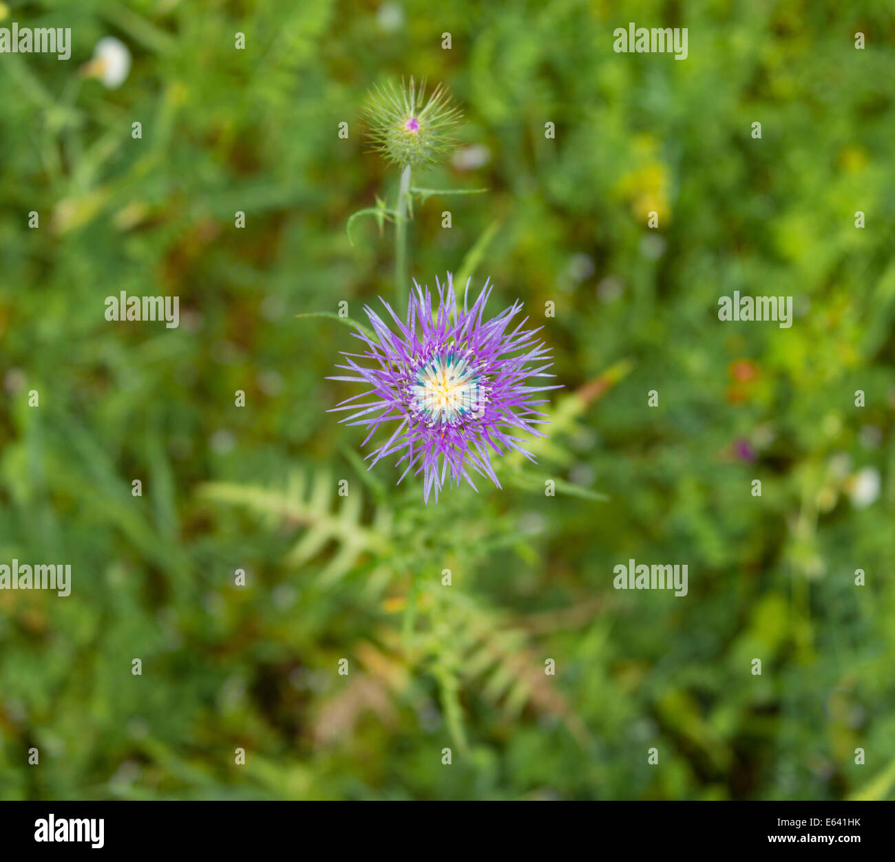 Boar Thistle or Purple Milk Thistle (Galactites tomentosa), La Palma ...