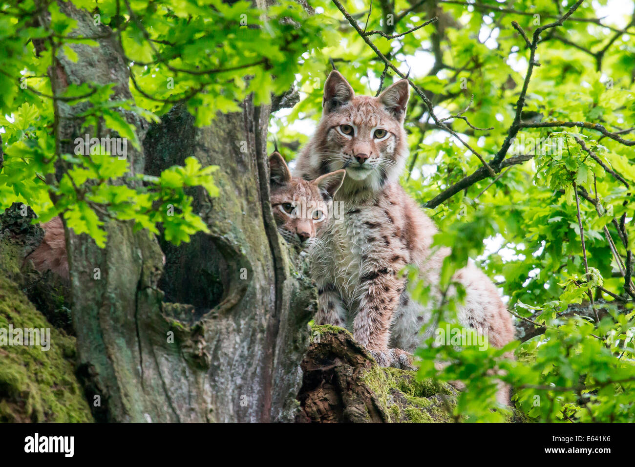 Two eurasian lynx lynx lynx hi-res stock photography and images - Alamy