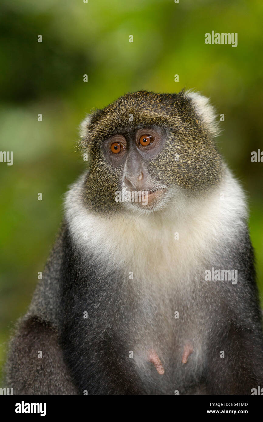 Sykes Monkey, White-throated Monkey (Cercopithecus albogularis ...