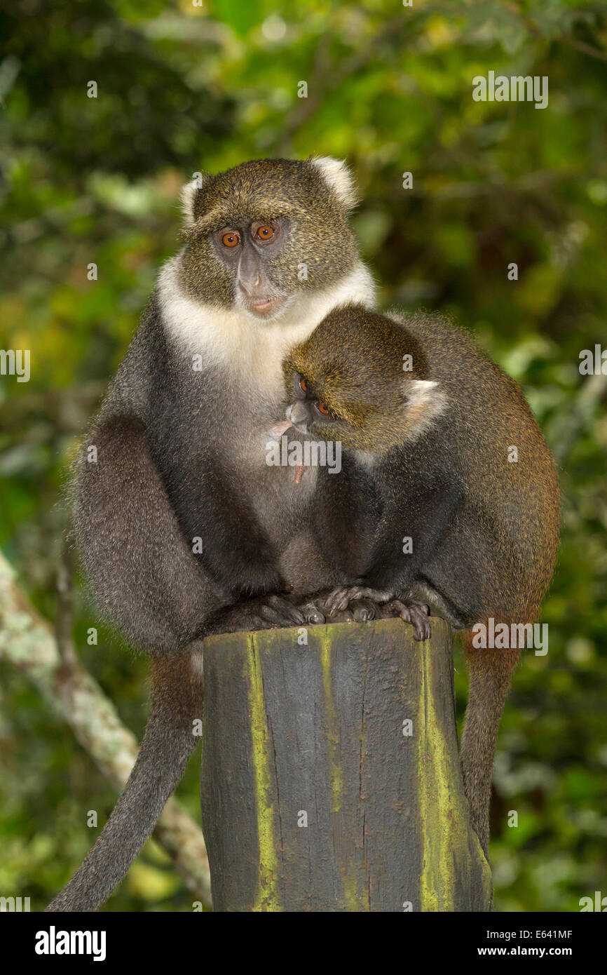 Cercopithecus Albogularis High Resolution Stock Photography and Images ...