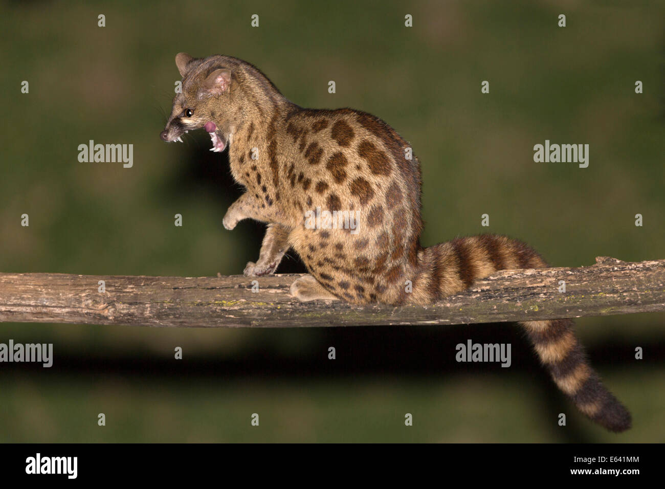 Large-spotted Genet (Genetta maculata). Adult on a wooden beam at night ...