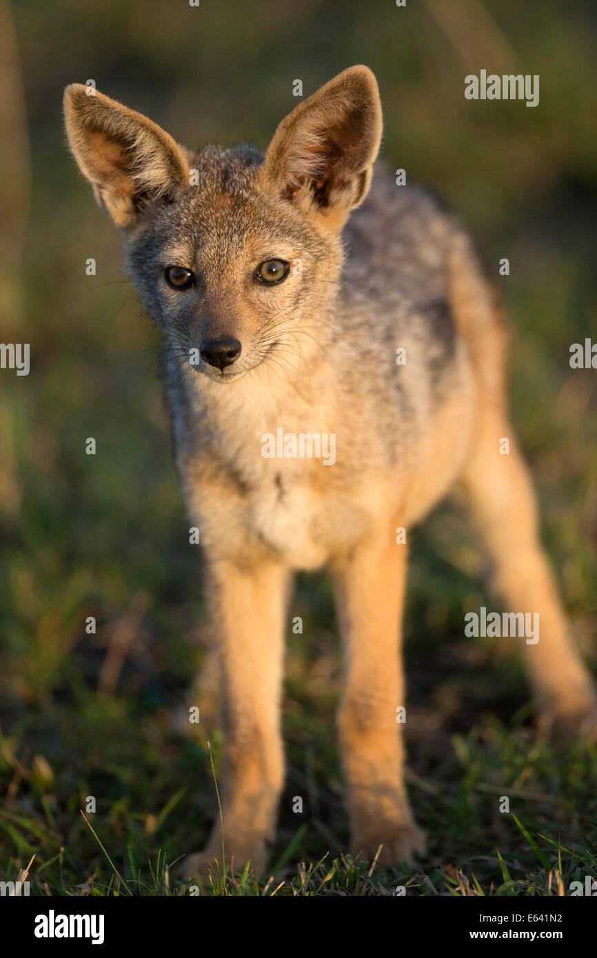 Black-backed Jackal (Canis mesomelas). Pup standing in savanna. Masai ...