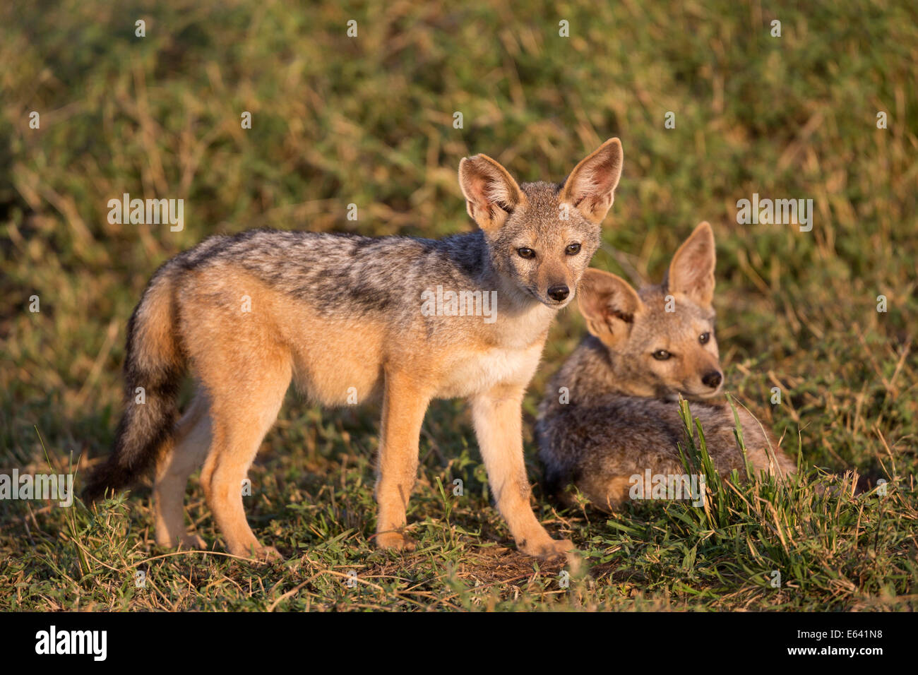 Black-backed Jackal (Canis mesomelas). Two pups at the entrance to den ...
