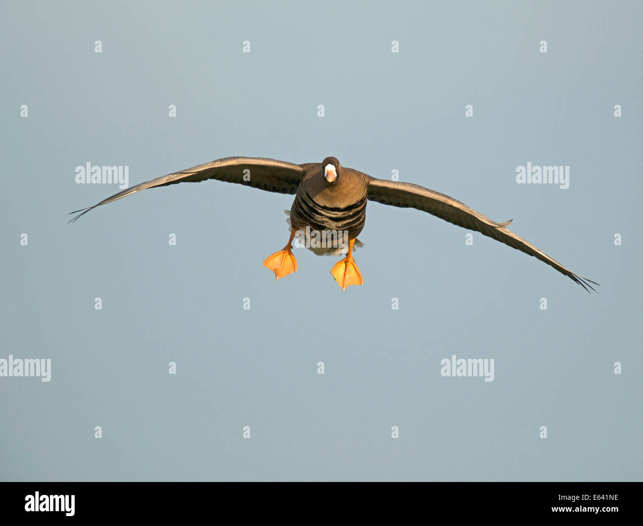 Eurasian White-fronted Goose (Anser albifrons) in landing approach ...