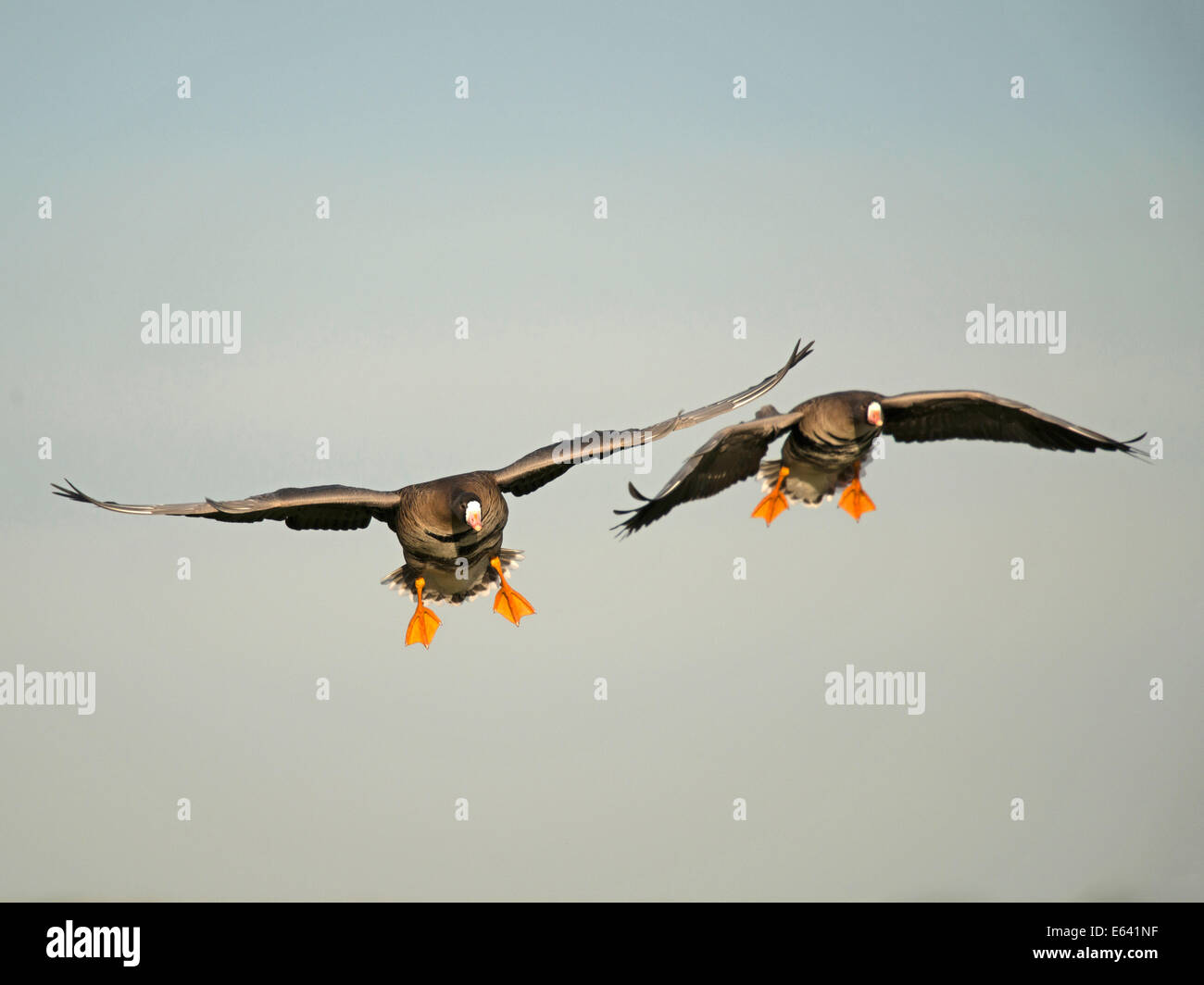 Eurasian White-fronted Goose (Anser albifrons). Two geese in landing ...
