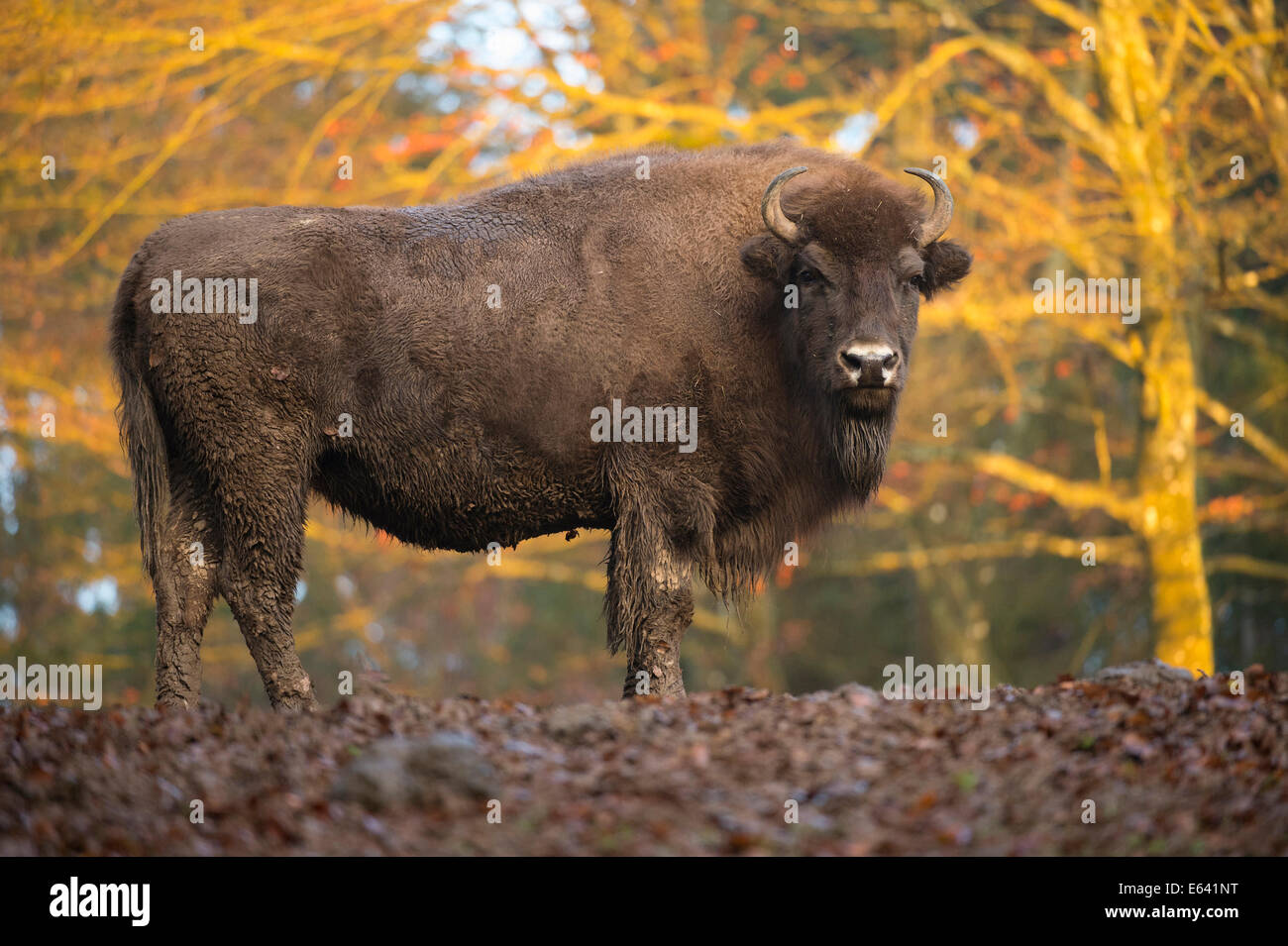 European Bison (Bison bonasus). Adult standing, seen side-on. Germany ...