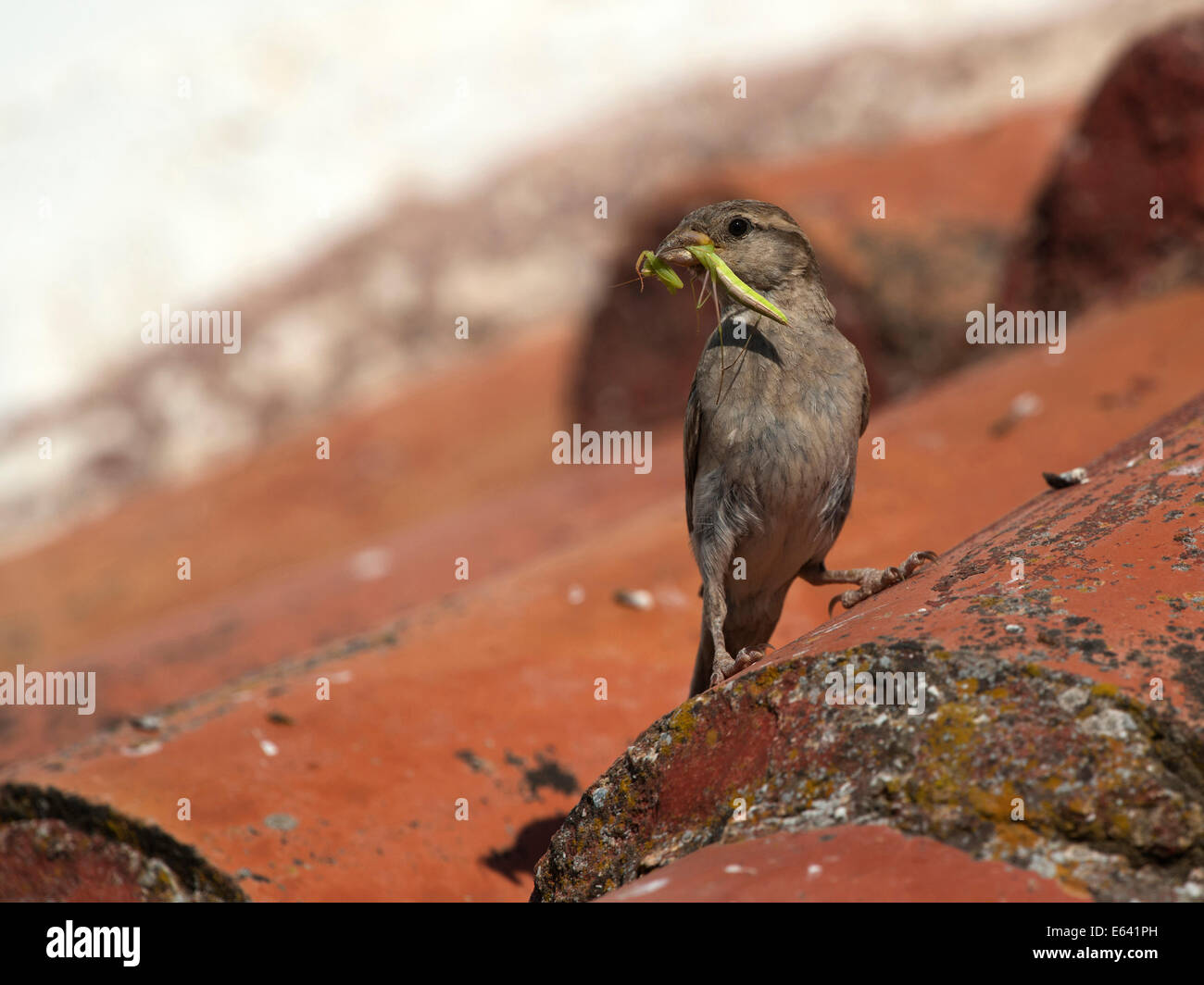 Praying mantis eating bird hi-res stock photography and images - Alamy
