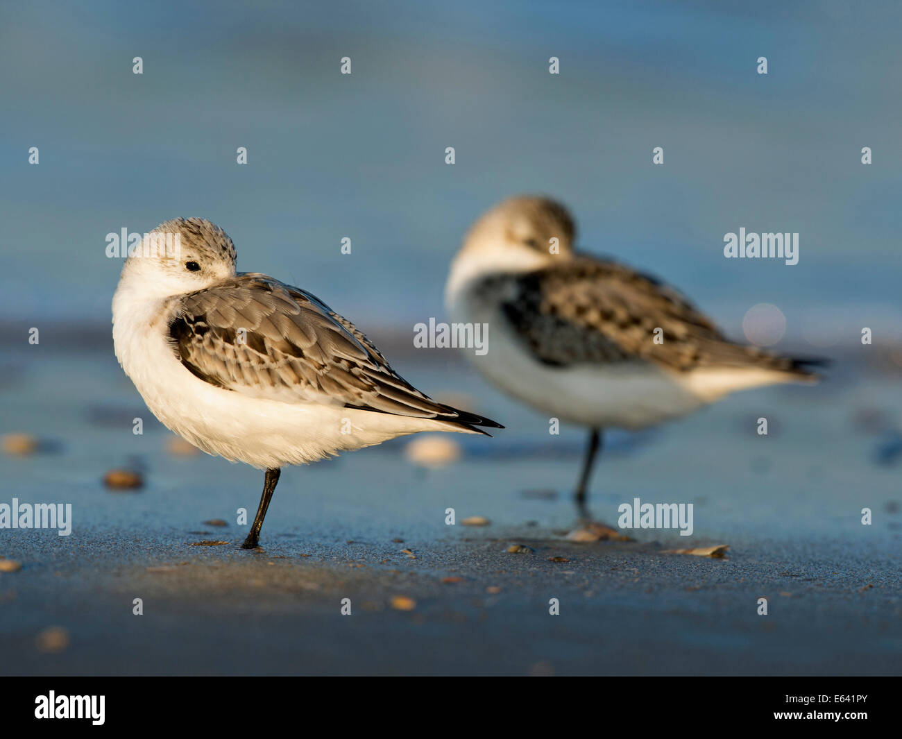 Sanderling (Calidris alba). Two adults dozing while standing on one leg ...