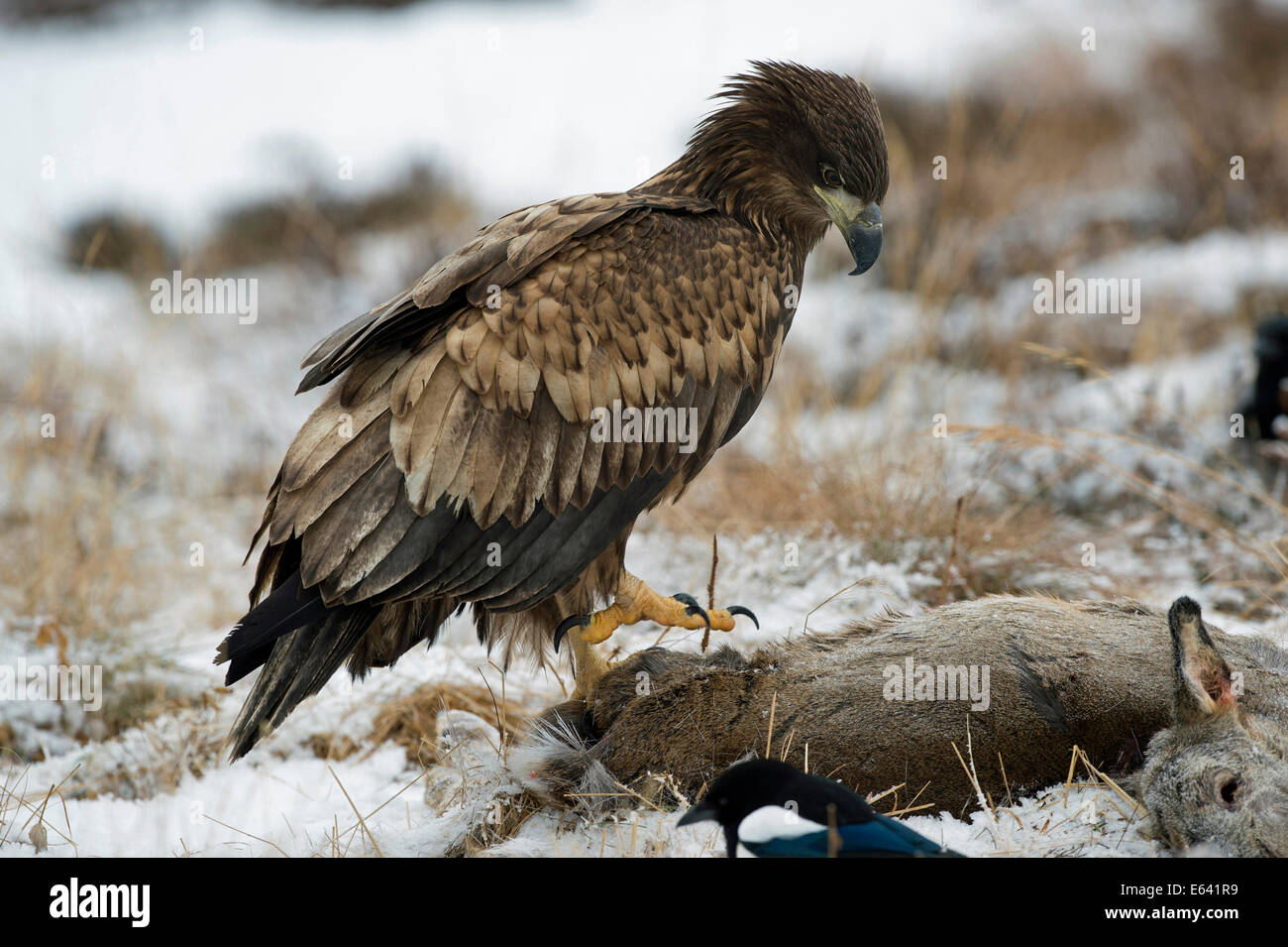 White-Tailed Eagle (Haliaeetus albicilla). Juvenile at roe deer carcass ...