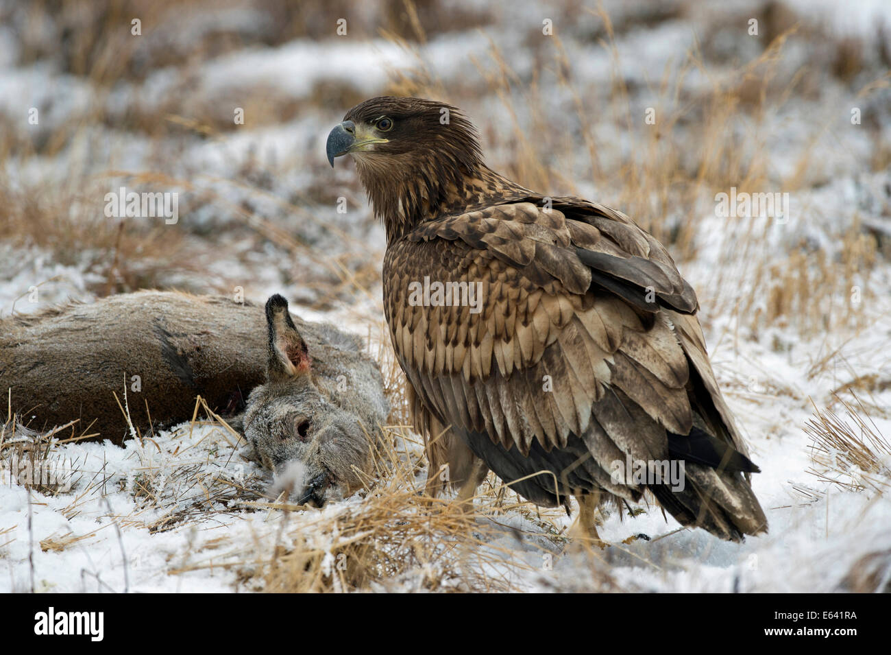 White-Tailed Eagle (Haliaeetus albicilla). Juvenile at roe deer carcass ...