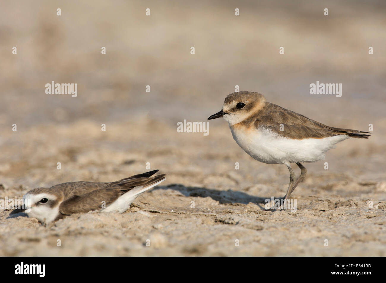 Kentish Plover (Charadrius alexandrinus). Couple at nest. Netherlands ...