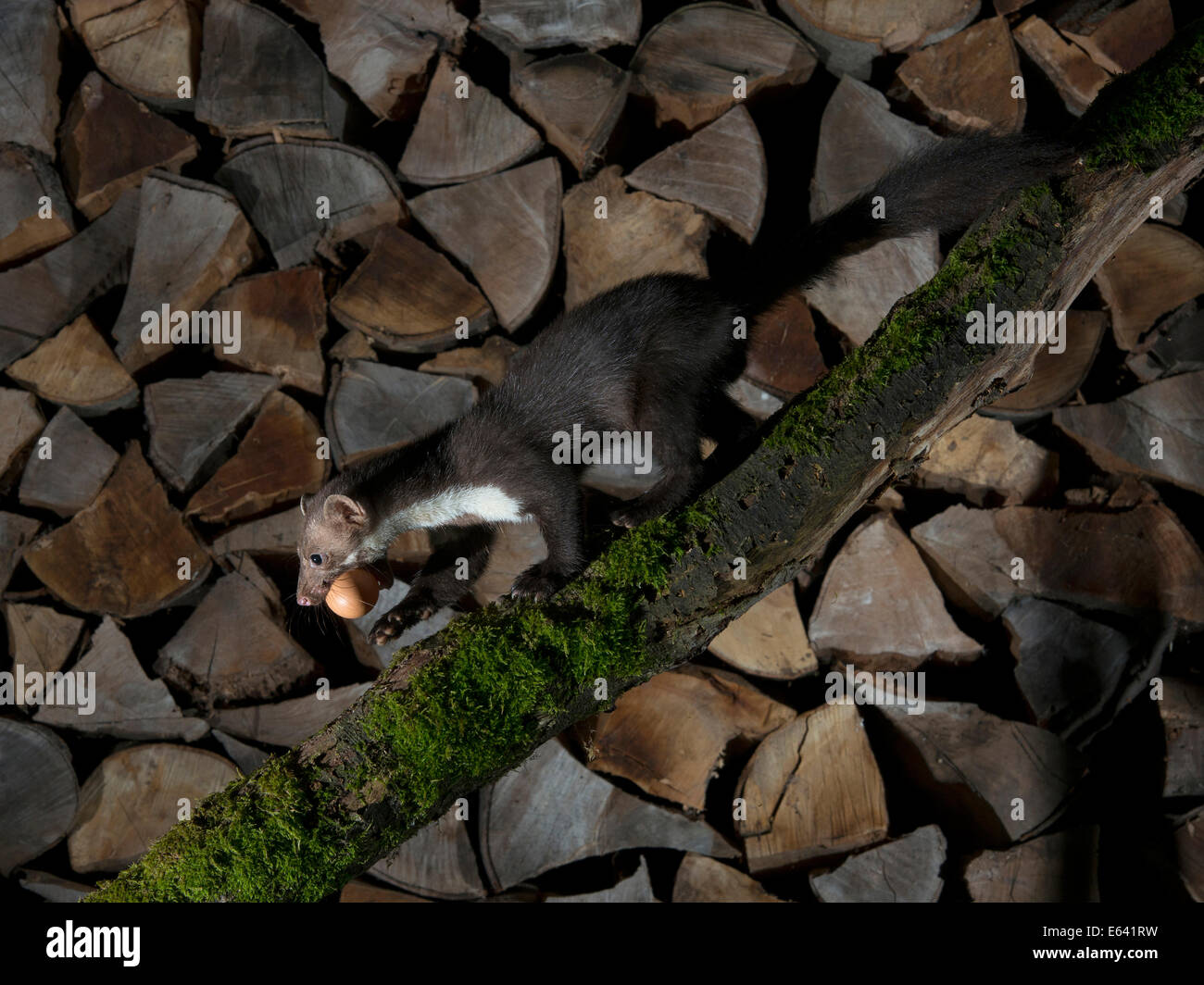 Stone Marten, Beech Marten (Martes foina) with hens egg in its mouth ...