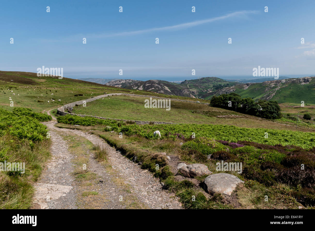 Jubilee Path above Capelulo North Wales coast looking towards Conwy ...