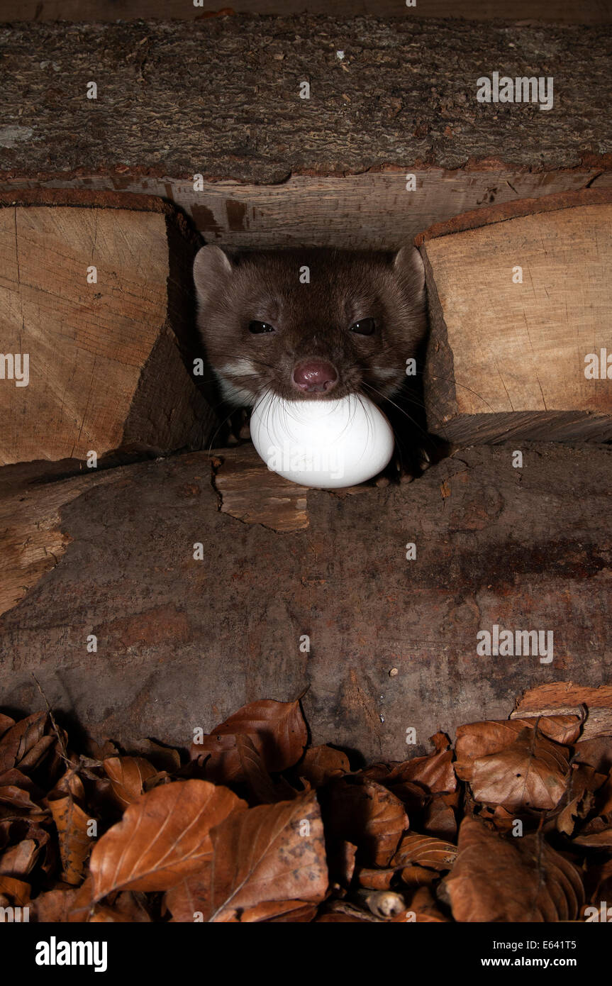Stone Marten, Beech Marten (Martes foina) with hens egg in its mouth in ...