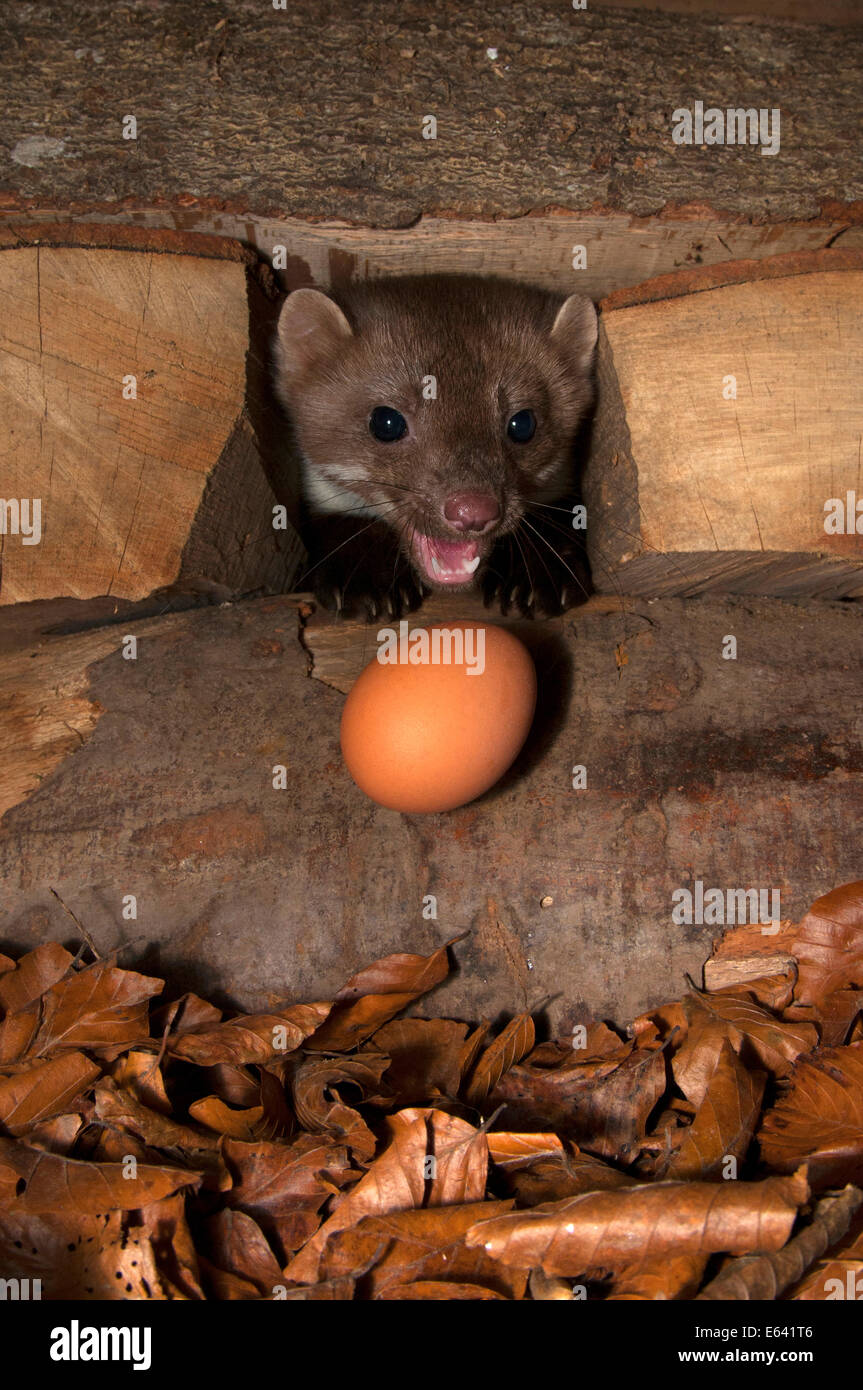 Stone Marten, Beech Marten (Martes foina) with hens egg in a woodpile ...