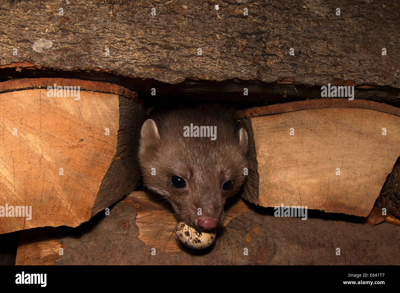Stone Marten, Beech Marten (Martes foina) with egg in its mouth in a ...