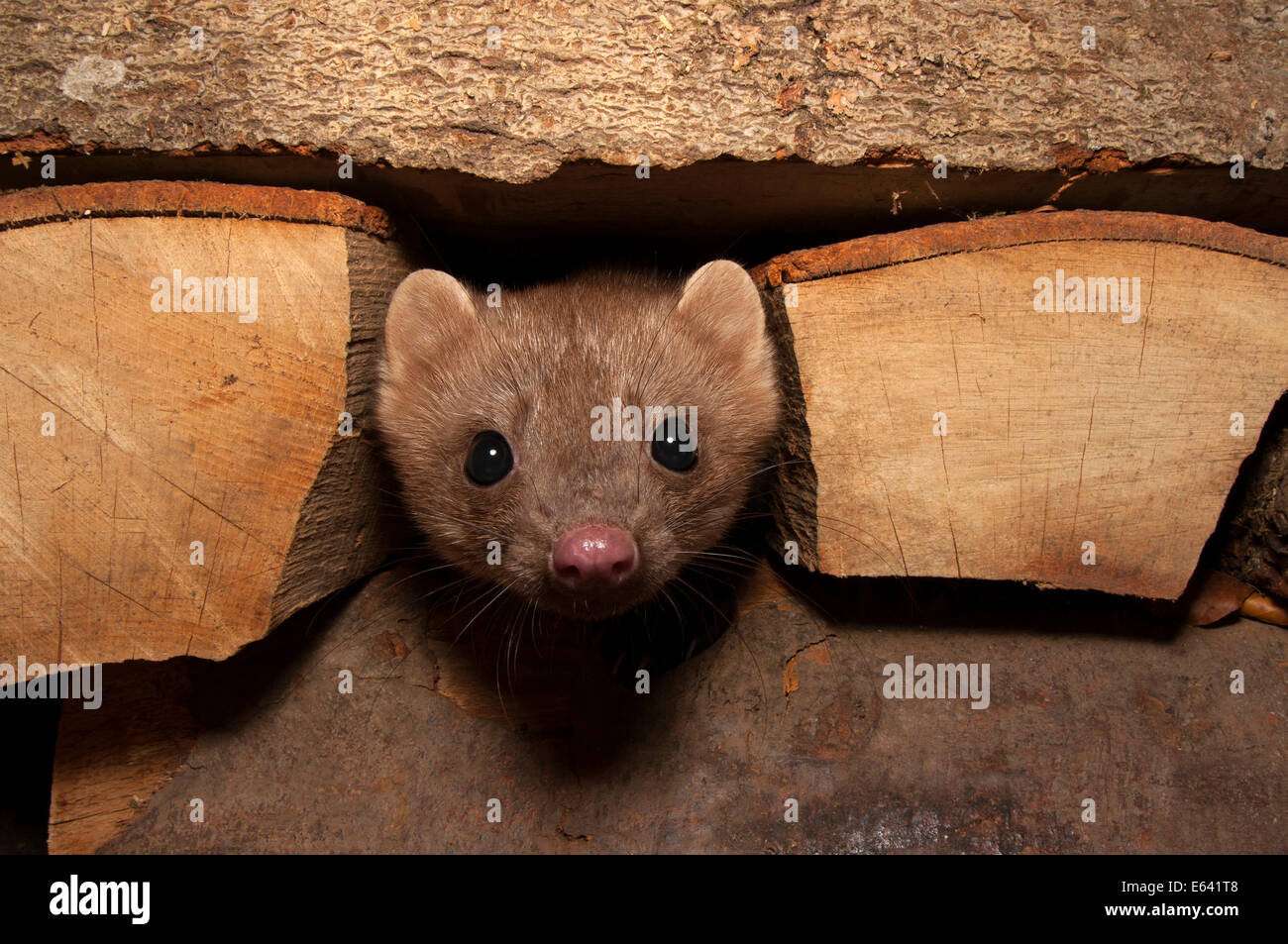 Stone Marten, Beech Marten (Martes foina) in a woodpile. Germany ...