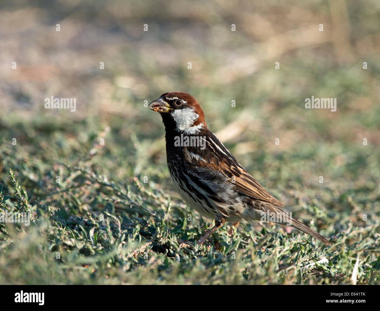 Spanish Sparrow (Passer hispaniolensis). Male standing in grass. Greece ...