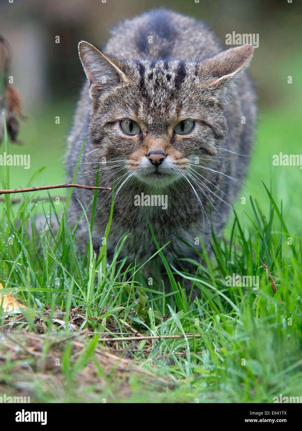 European Wild Cat (Felis silvestris). Adult walking in grass. Germany ...