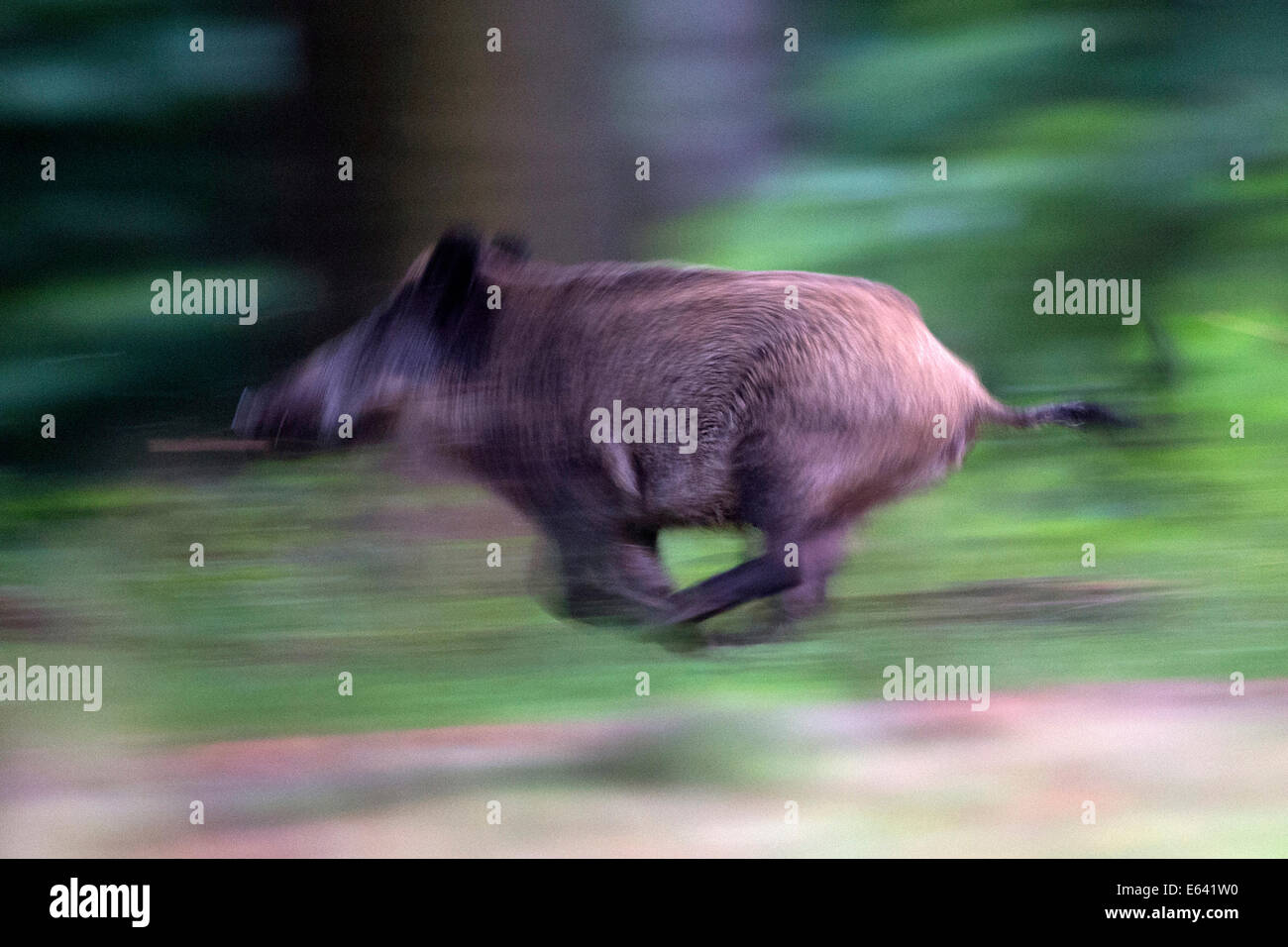 Wild Boar (Sus scrofa). Adult running. Germany Stock Photo - Alamy
