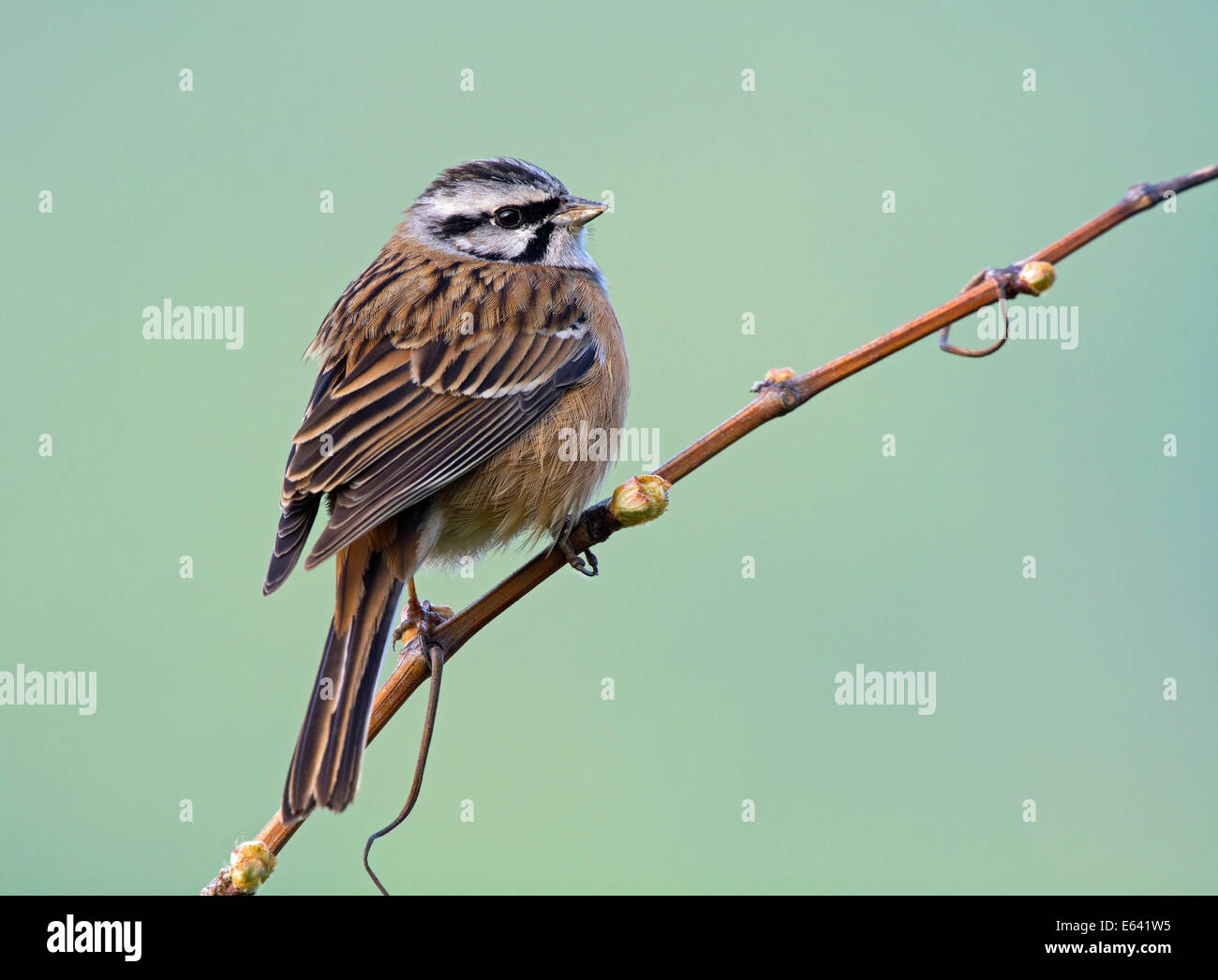 Rock Bunting (Emberiza cia). Adult perched on a twig, Spain Stock Photo ...