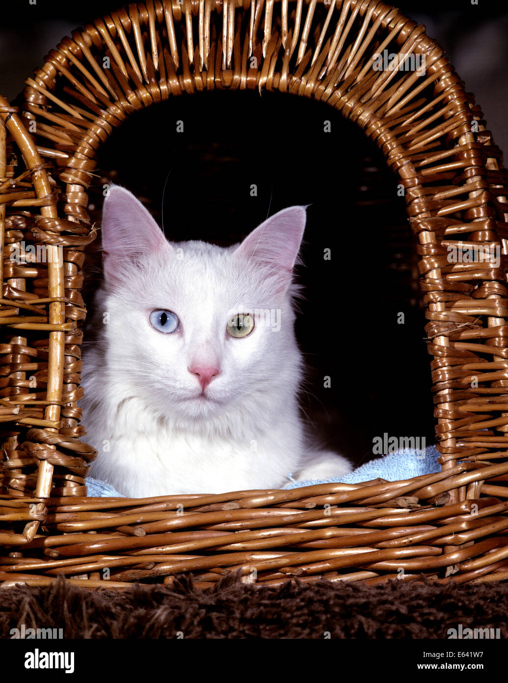 Turkish Van. White cat with eyes of different colour in a wicker basket ...