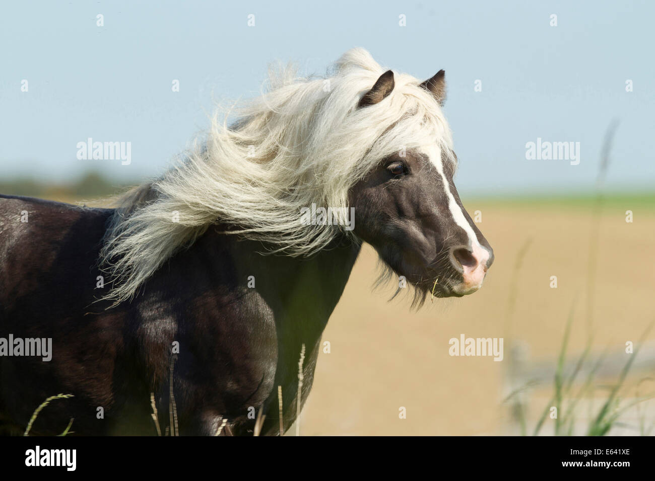 German Classic Pony. Portrait of a black silver stallion. Germany Stock ...