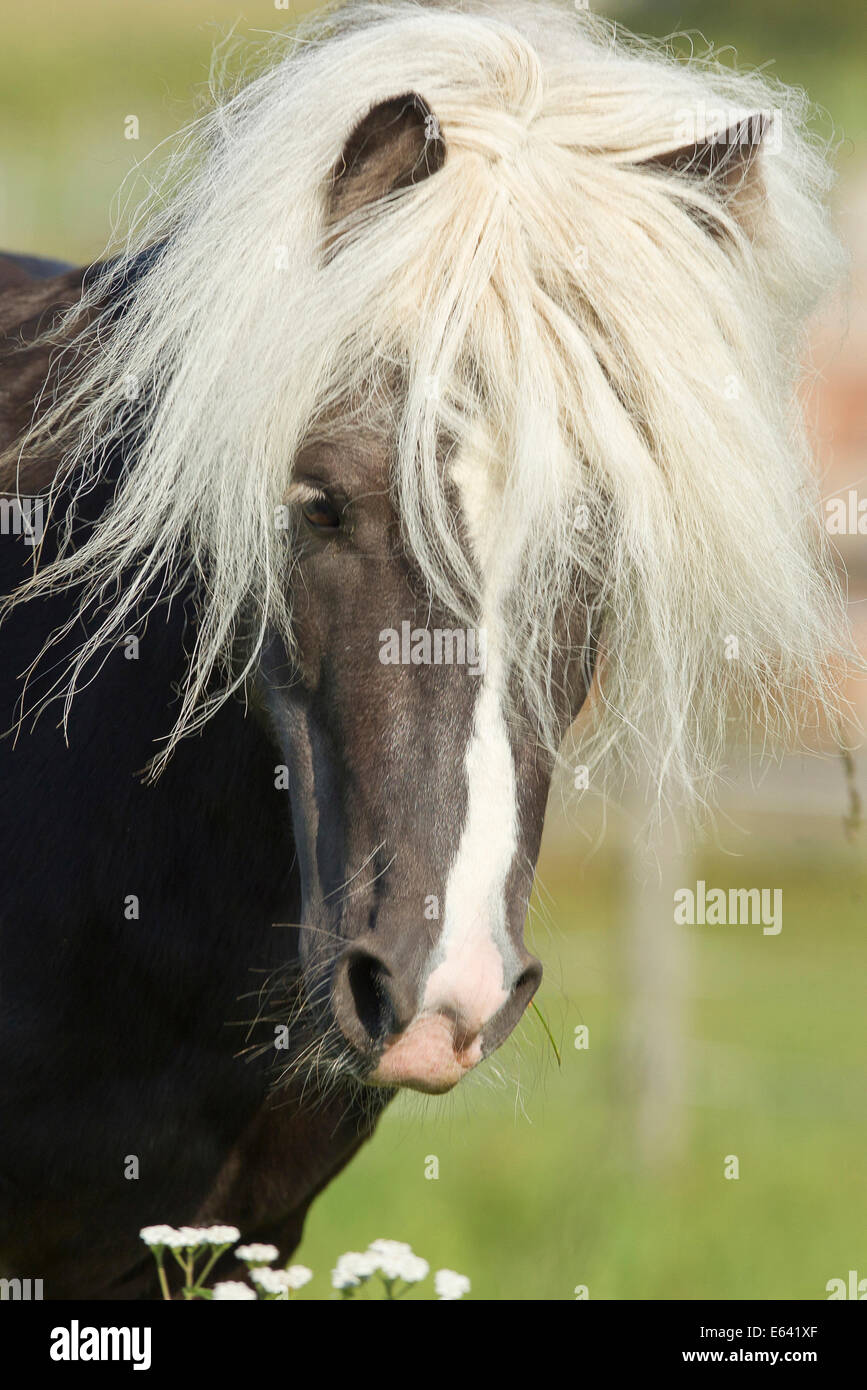German Classic Pony. Portrait of a black silver stallion. Germany Stock ...