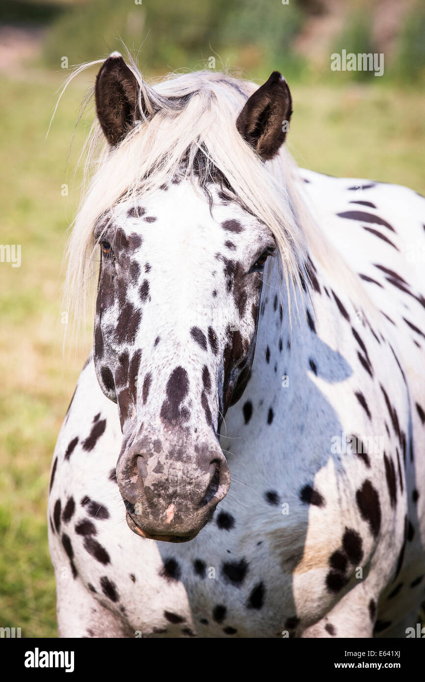 Noriker. Portrait of a leopard-spotted adult. Austria Stock Photo - Alamy