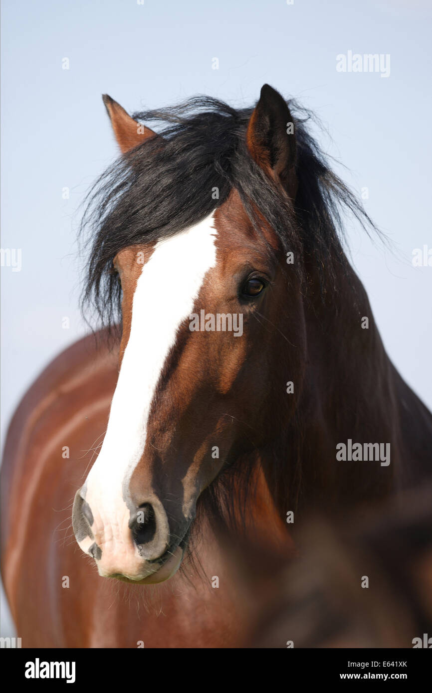 Shire Horse. Portrait of a bay stallion with blaze. Germany Stock Photo ...
