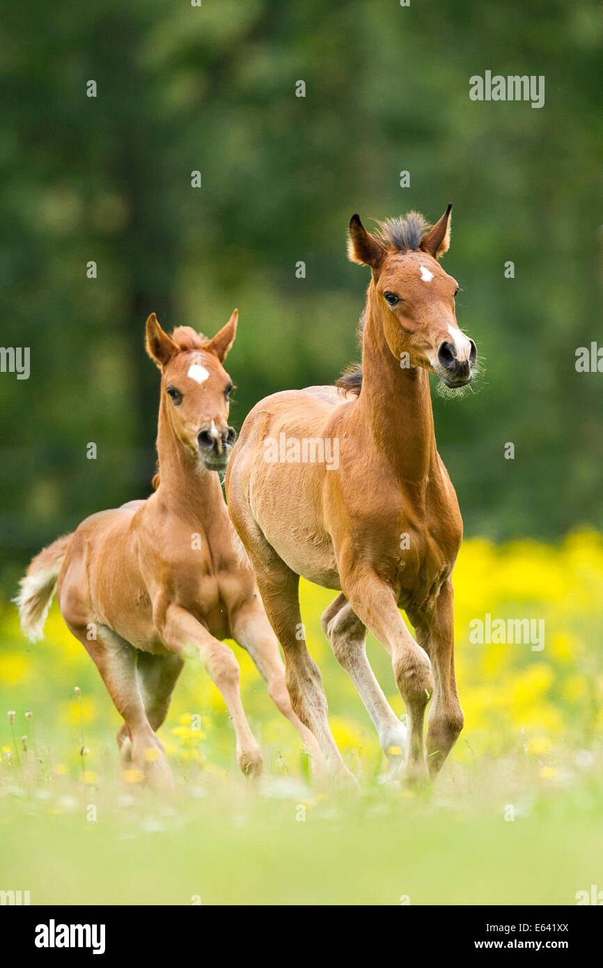 Arabian Horse. Two foals galloping on a flowering meadow. Germany Stock ...