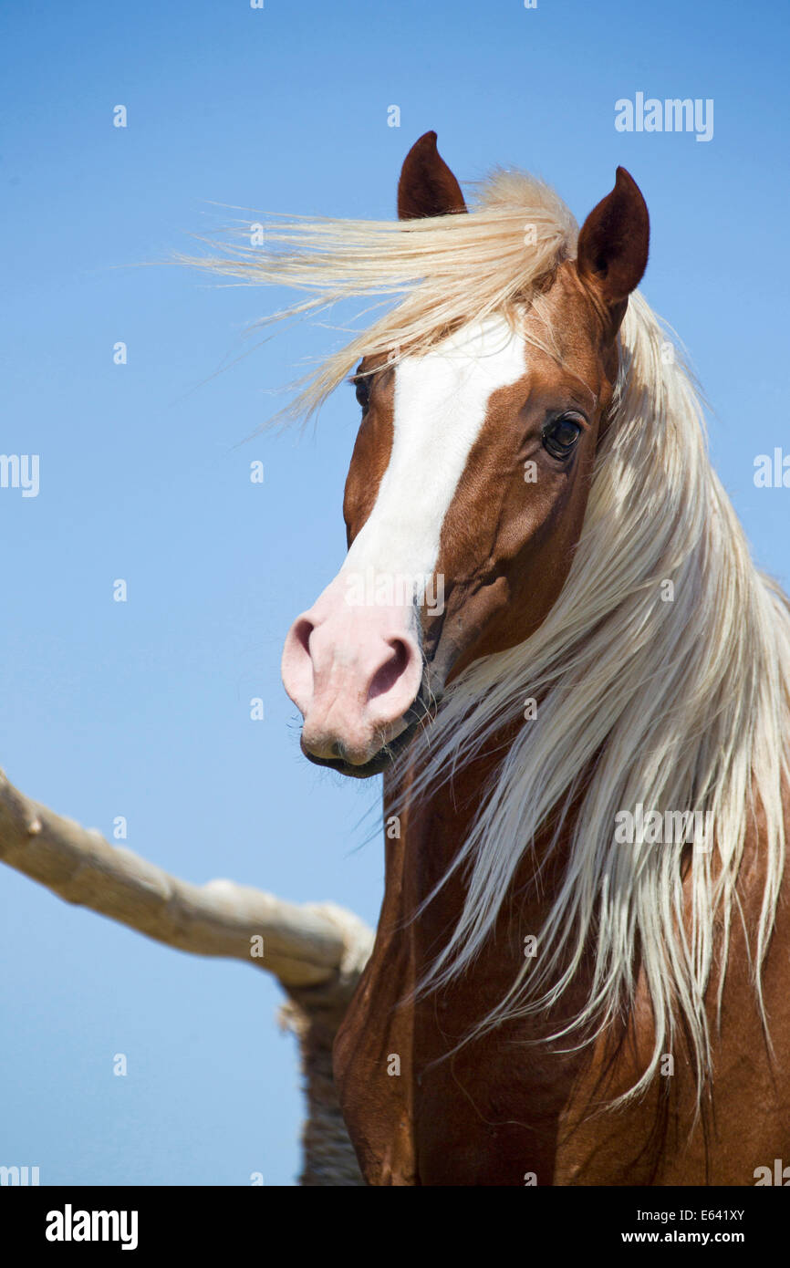 Barb Horse. Portrait of chestnut stallion with blaze. Egypt Stock Photo ...