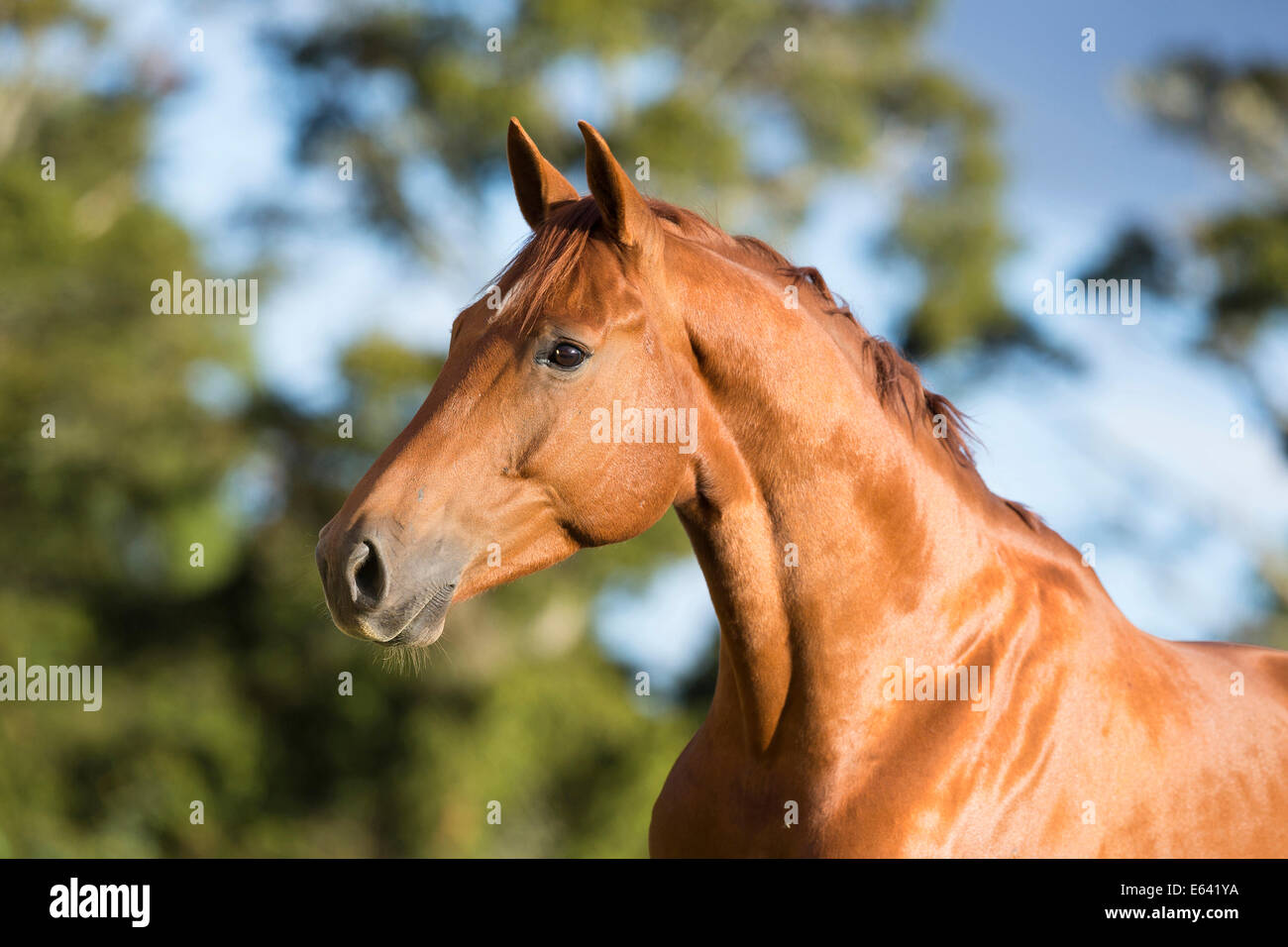 Hanoverian Horse. Portrait of chestnut gelding. New Zealand Stock Photo ...