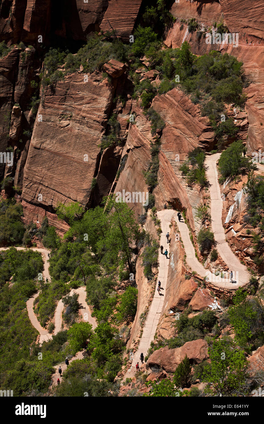 Hikers climbing up zigzag track out of Zion Canyon, up West Rim Trail ...