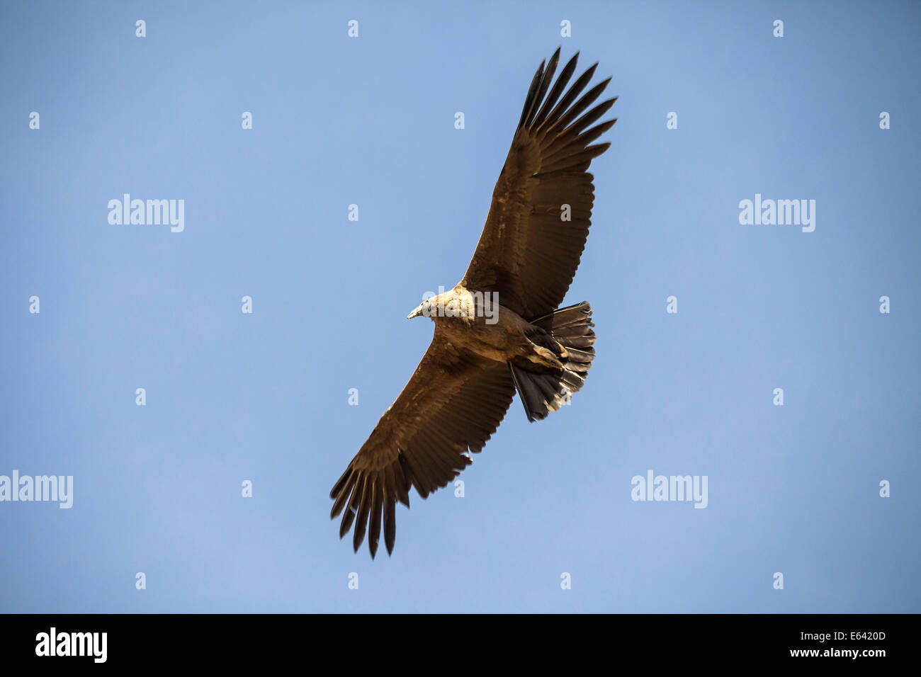 Condor wingspan hi-res stock photography and images - Alamy