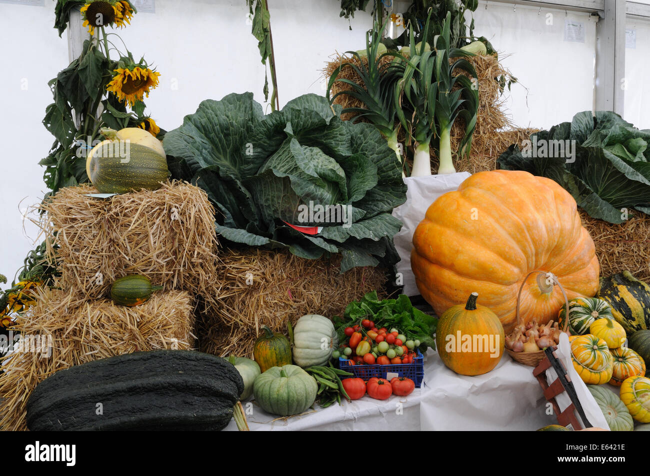 Prize winning vegetables hi-res stock photography and images - Alamy