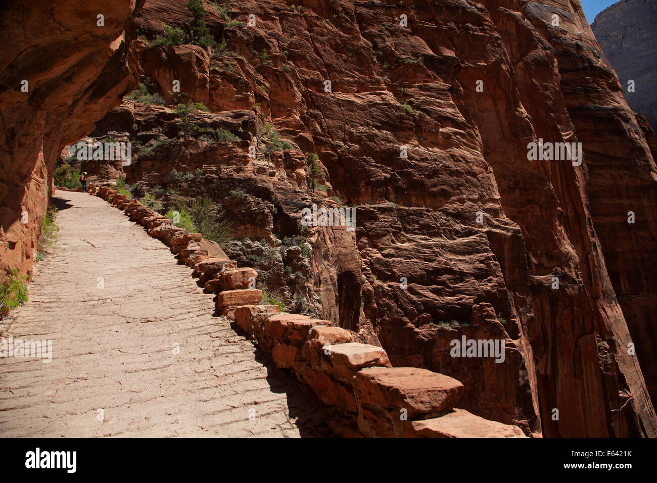 Hiker descending down zigzag track into Zion Canyon, on West Rim Trail ...