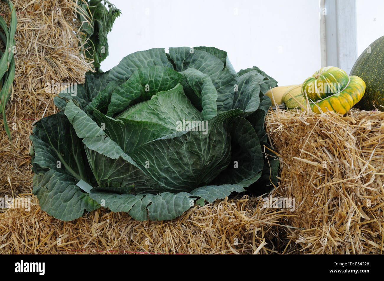 Giant cabbage on straw bales at a horticultural show Glamorgan Wales ...