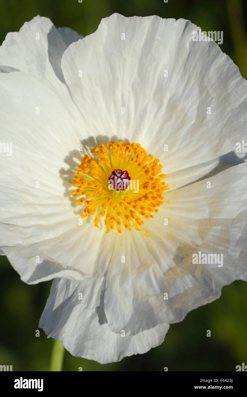 White poppy flower in Texas, USA Stock Photo - Alamy