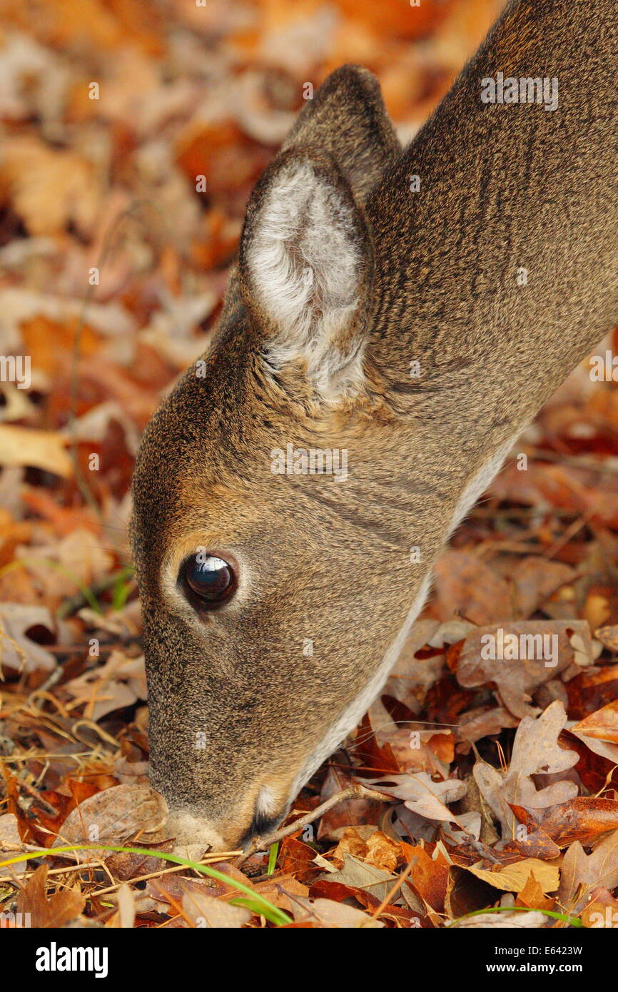 White-tailed deer in Cades Cove, part of the Great Smoky Mountains ...