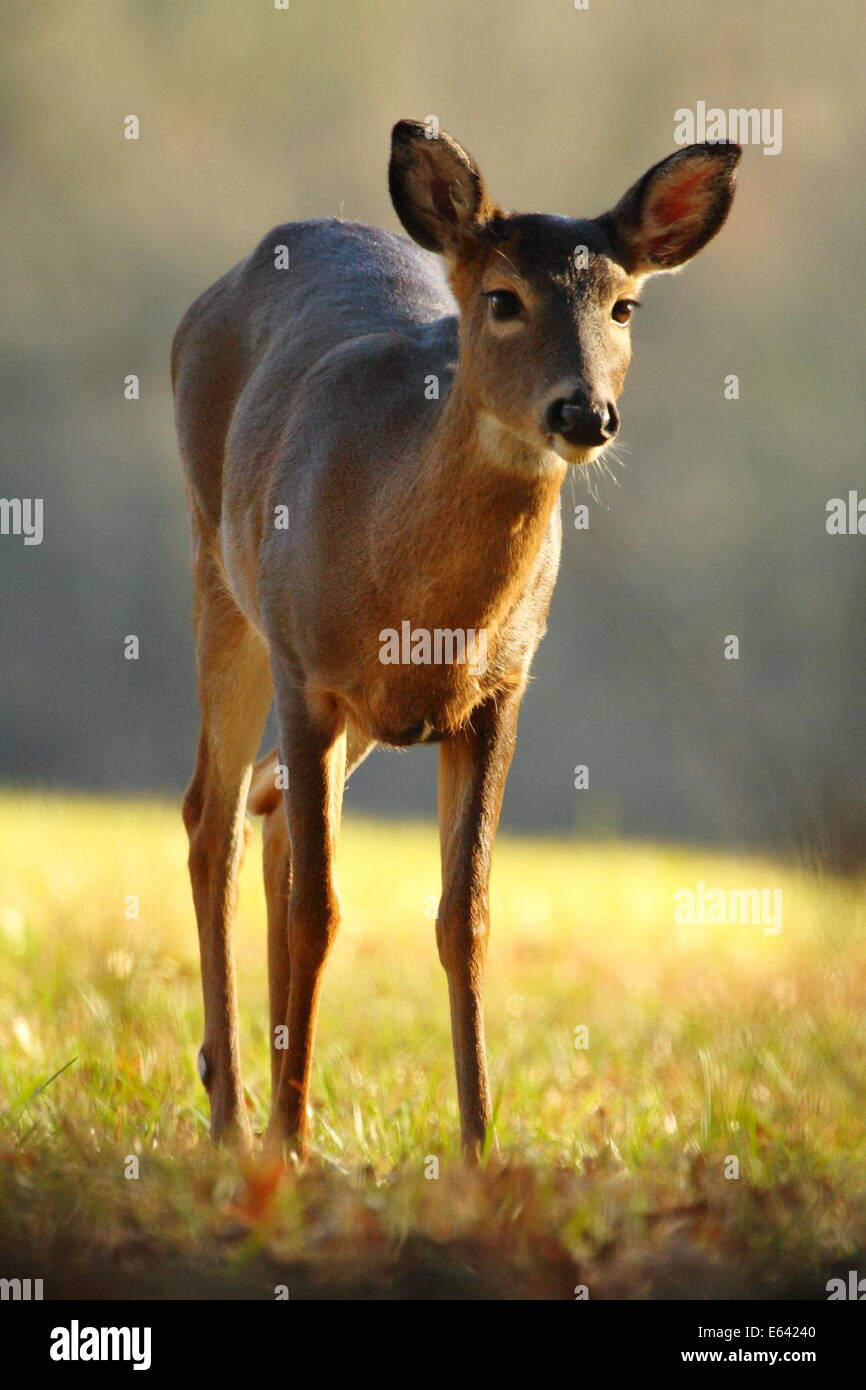 White-tailed deer in Cades Cove, part of the Great Smoky Mountains ...