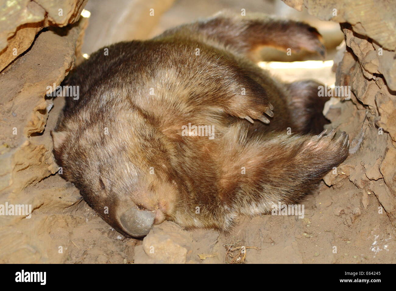 Bare-nosed or Common Wombat slumbers in a hollow log, Australia Stock ...