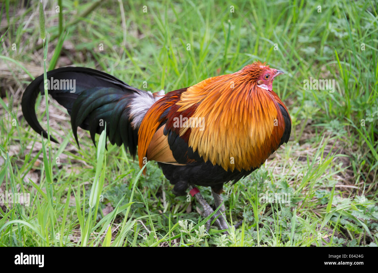Male bantam in field Stock Photo - Alamy