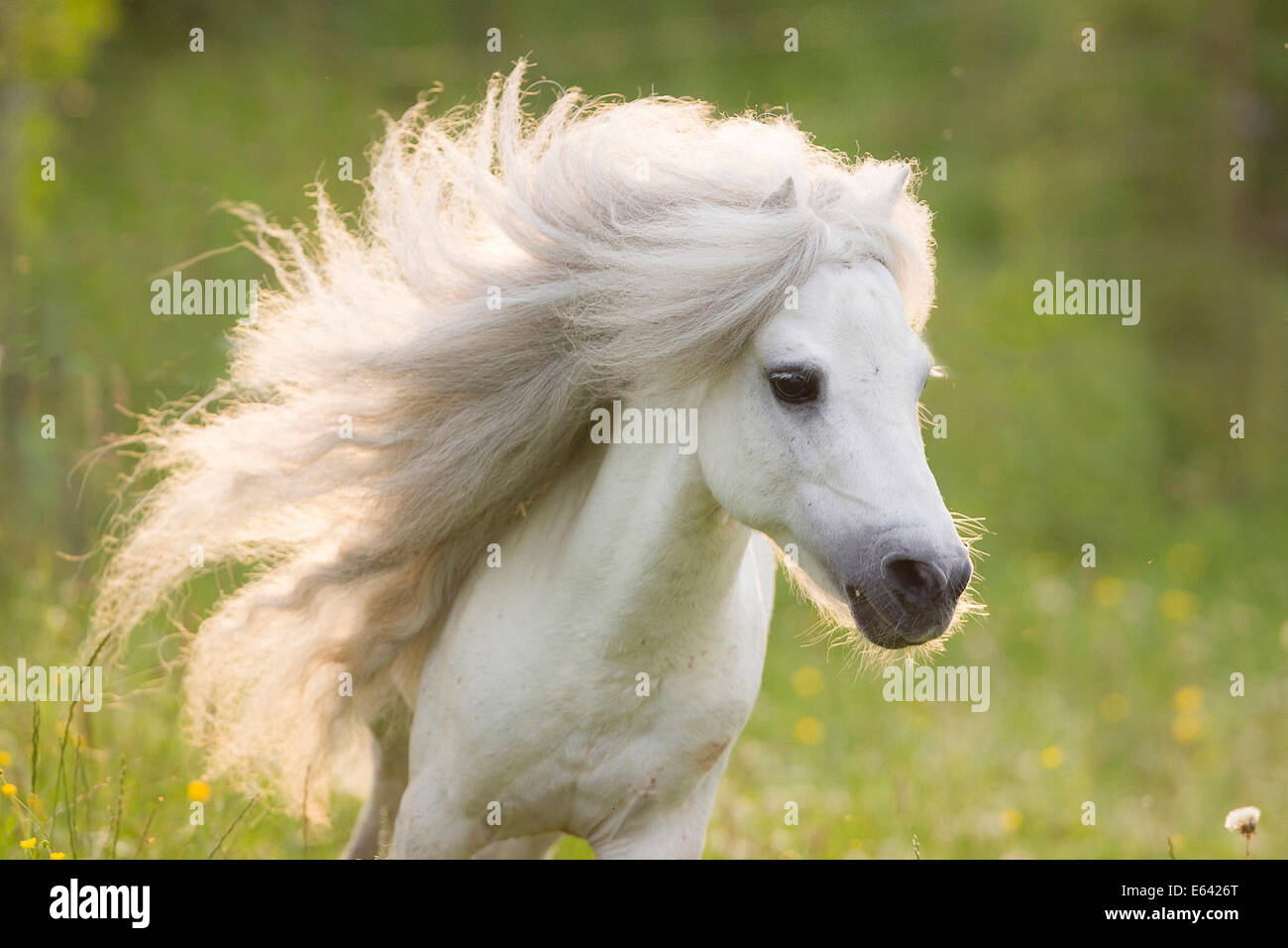 Miniature Shetland Pony. Portrait of gray stallion with mane flowing ...