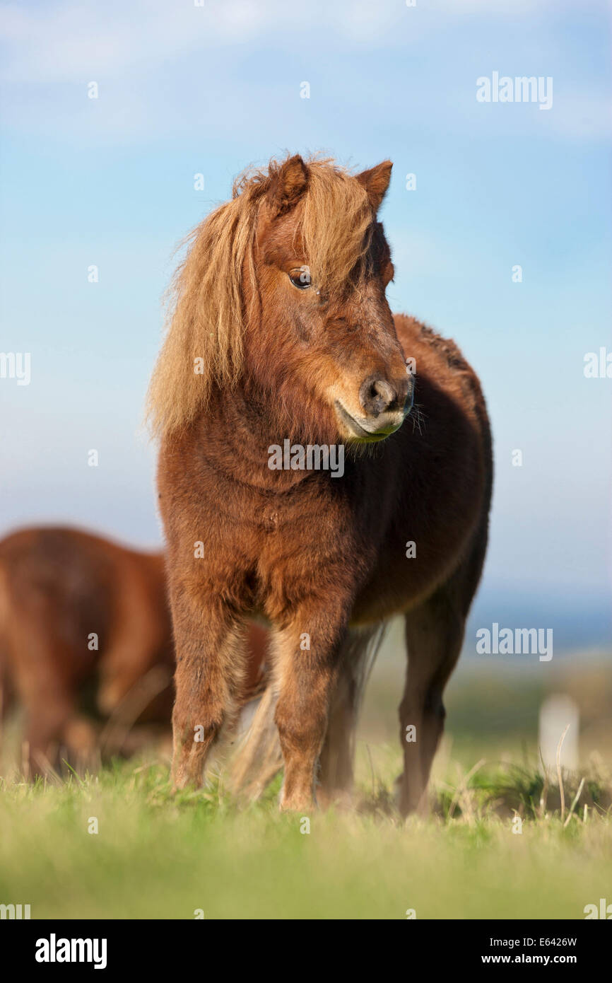 Miniature Shetland Pony. Bay mare standing on a pasture. Germany Stock ...