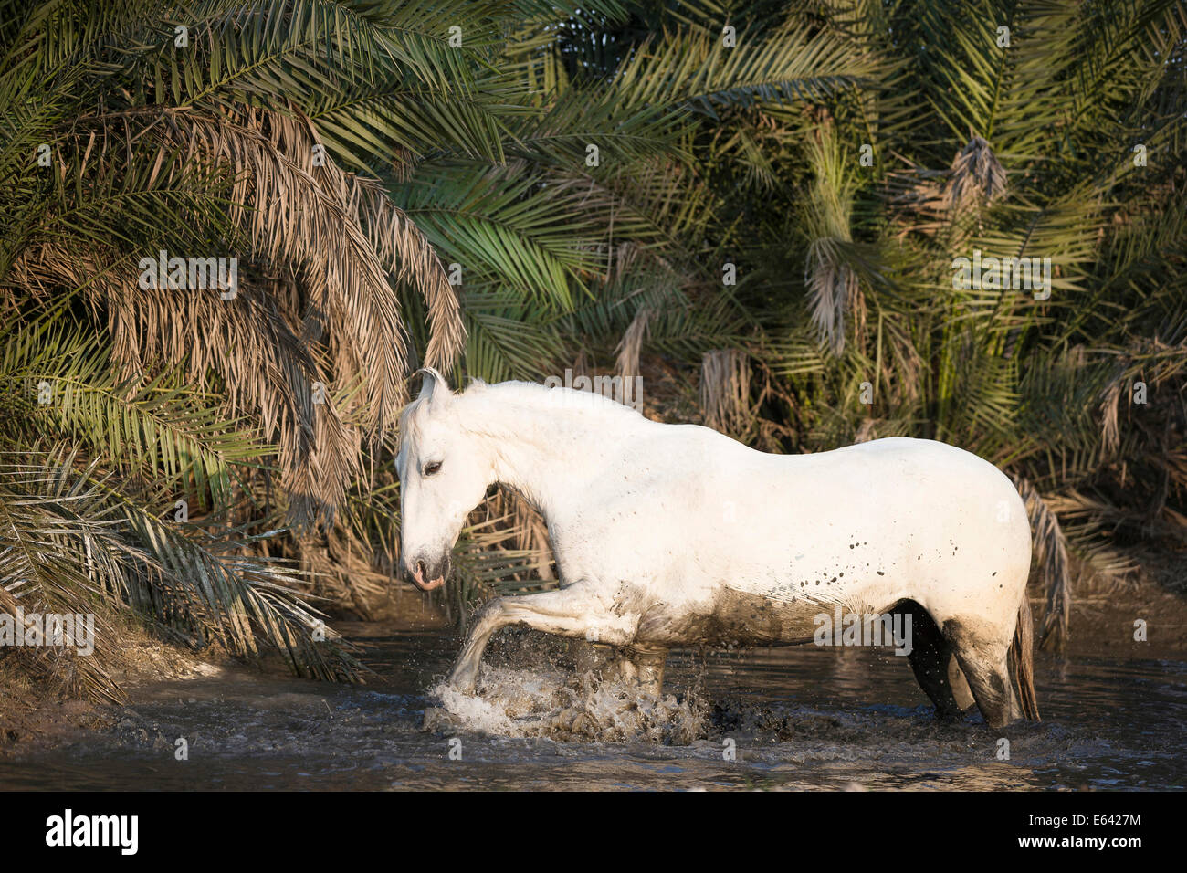 Marwari Horse. Gray mare standing in water. India Stock Photo - Alamy
