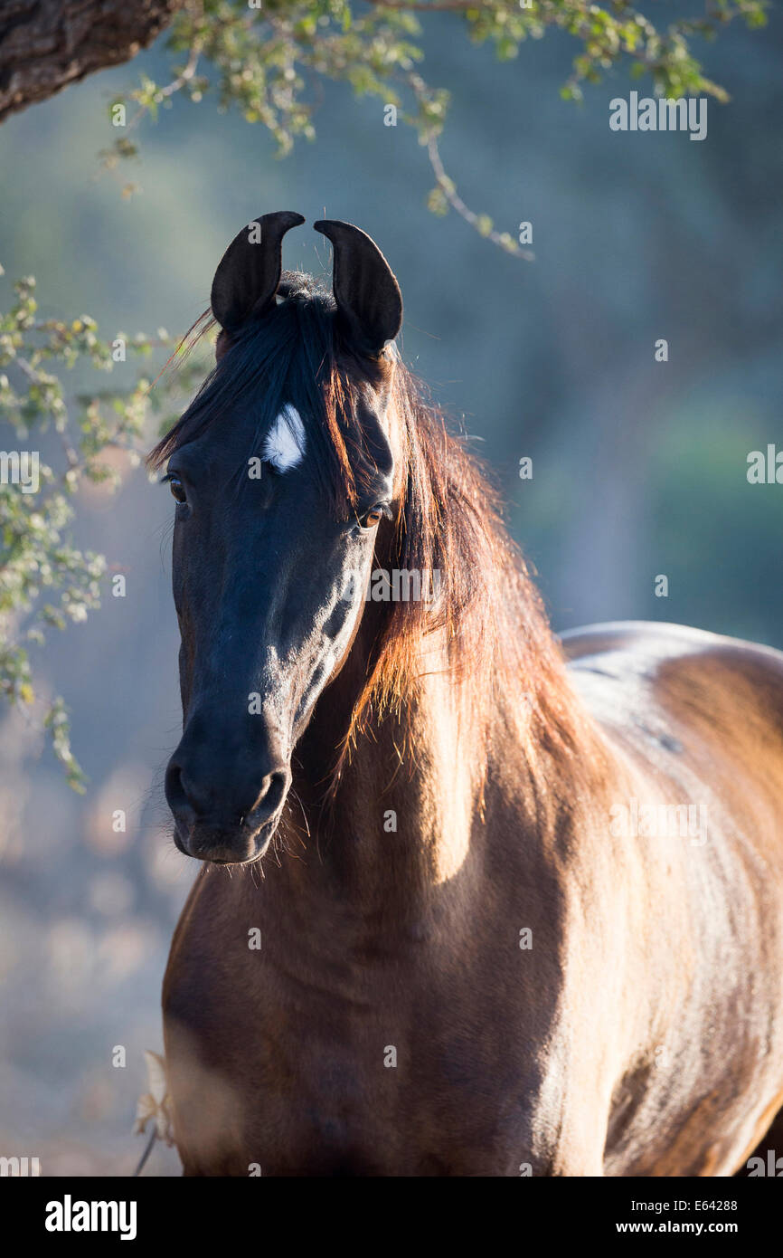 Marwari Horse. Portrait of black mare. India Stock Photo - Alamy