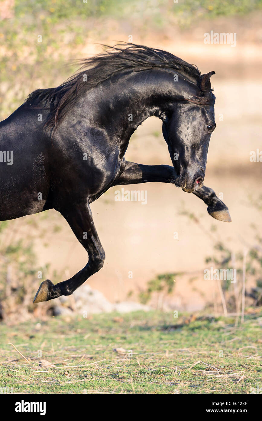 Marwari Horse. Black stallion showing display behaviour in a pasture ...